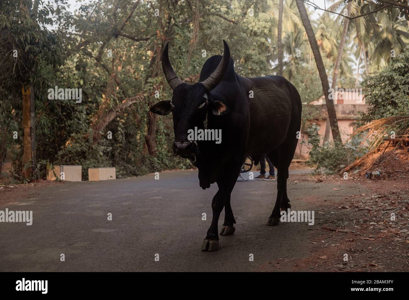 Big black cow on the roads of Goa Stock Photo - Alamy