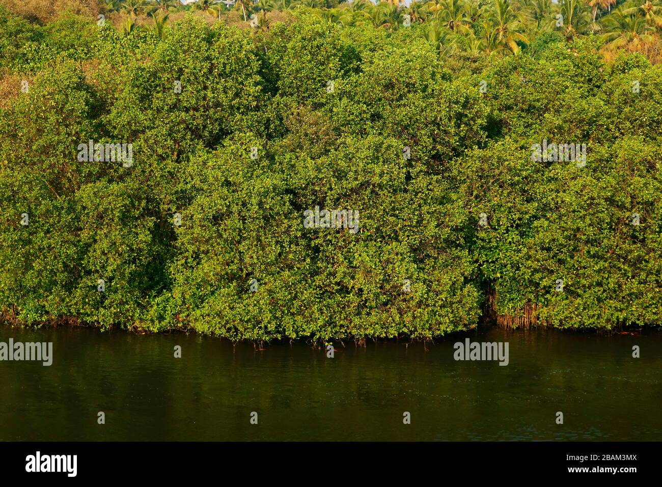 Mangrove trees along the sea water Stock Photo - Alamy