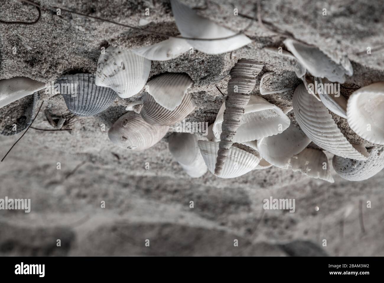 Seashell in sand on the beach and copy space. Sand pattern of a beach ...