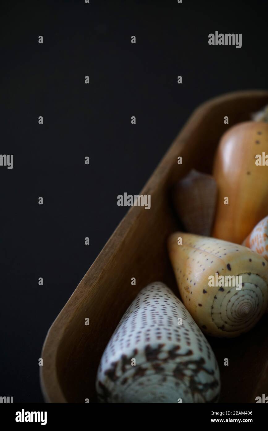 Tropical sea shell still life Stock Photo - Alamy