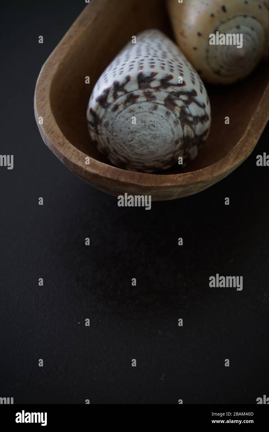 Tropical sea shell still life Stock Photo - Alamy