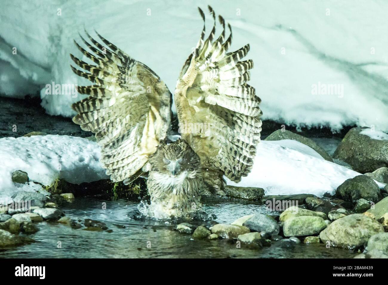 Blakiston's fish owl, bird hunting in fish in cold water creek, unique ...