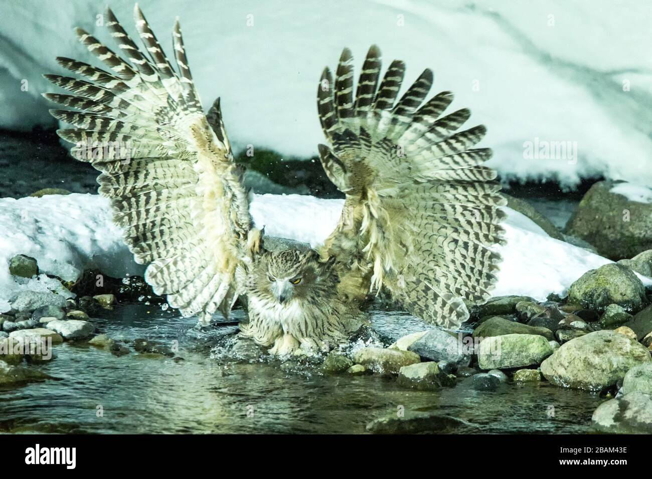Blakiston's fish owl, bird hunting in fish in cold water creek, unique ...
