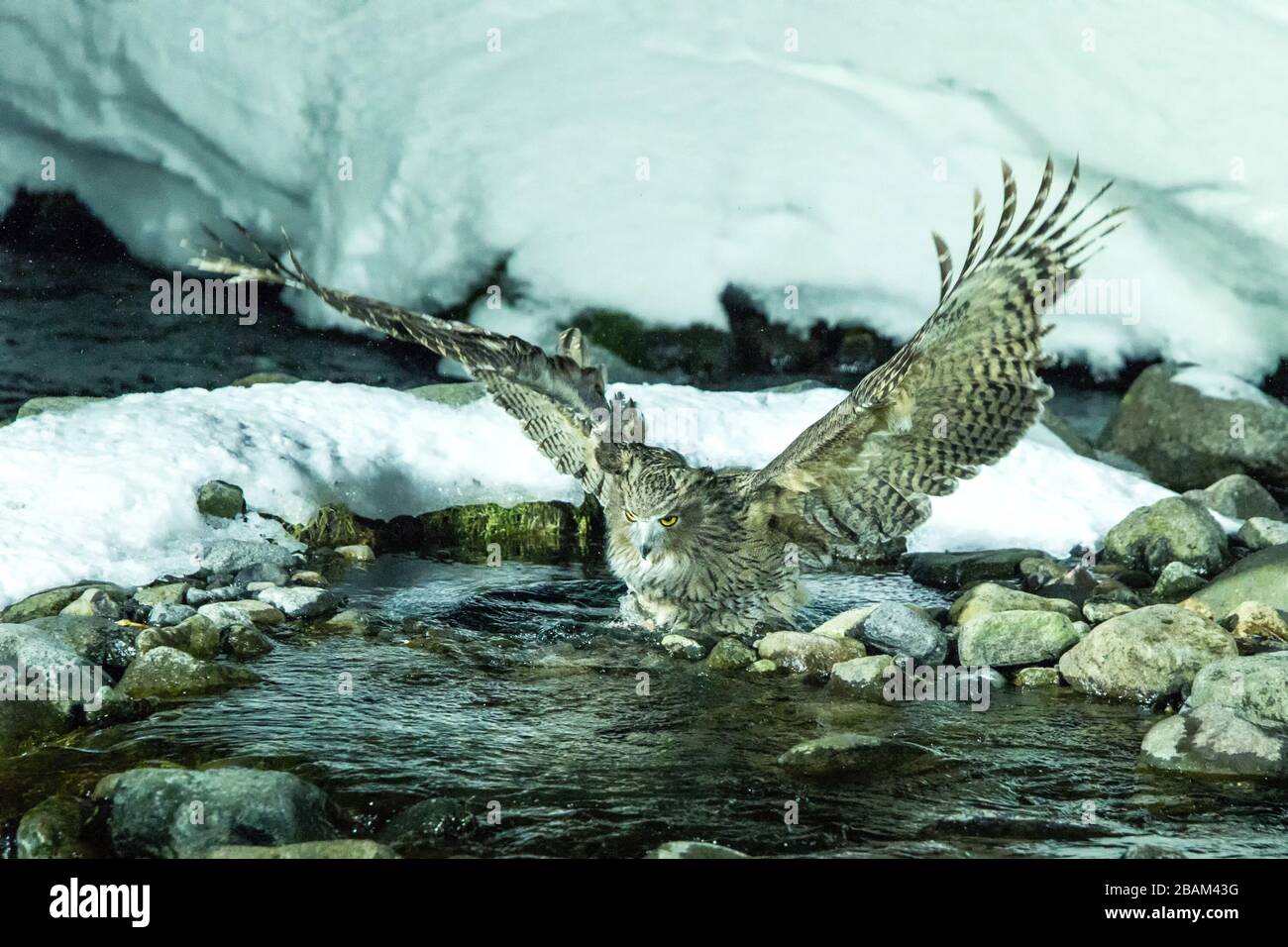 Blakiston's fish owl, bird hunting in fish in cold water creek, unique ...