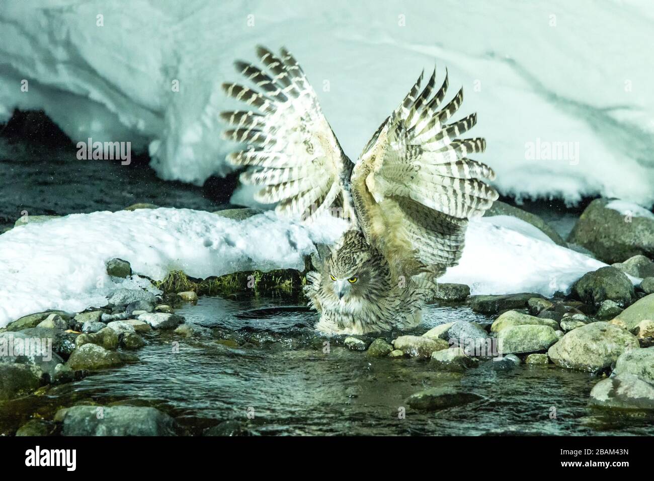 Blakiston's fish owl, bird hunting in fish in cold water creek, unique ...