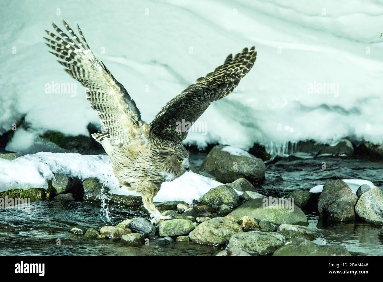 Blakiston's fish owl, bird hunting in fish in cold water creek, unique ...