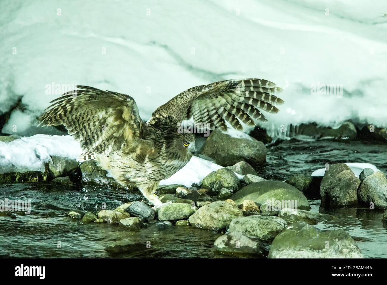 Blakiston's fish owl, bird hunting in fish in cold water creek, unique ...