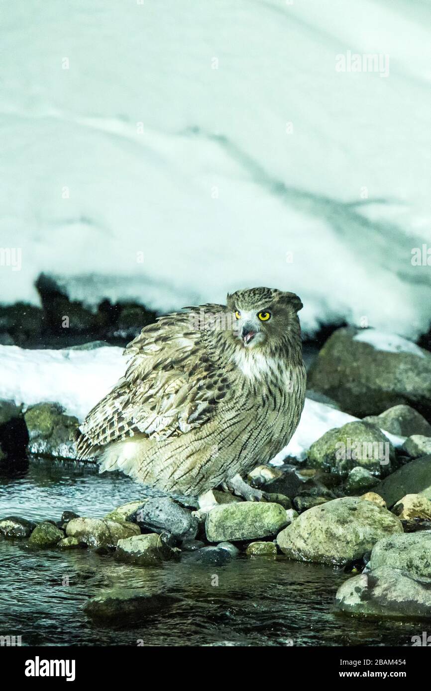 Blakiston's fish owl, bird hunting in fish in cold water creek, unique ...