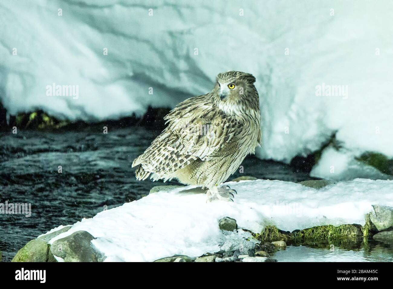 Blakiston's fish owl, bird hunting in fish in cold water creek, unique ...