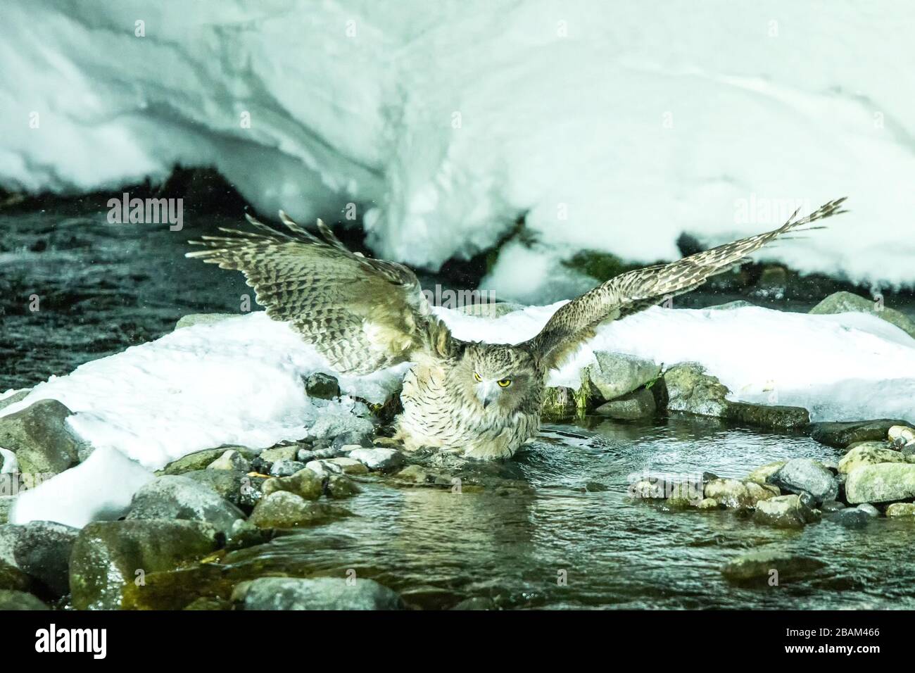Blakiston's fish owl, bird hunting in fish in cold water creek, unique ...