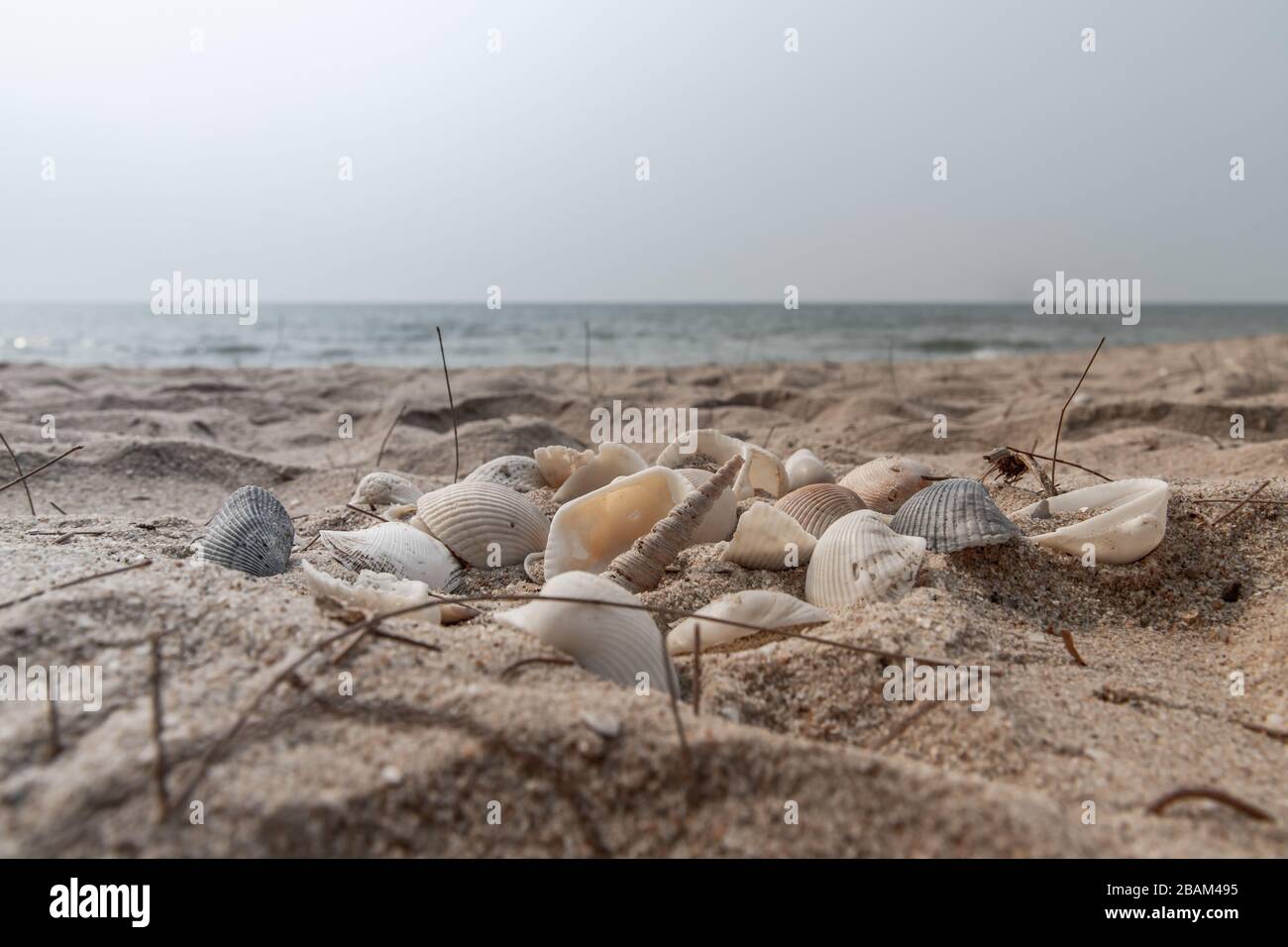 Seashell in sand on the beach and copy space. Sand pattern of a beach ...