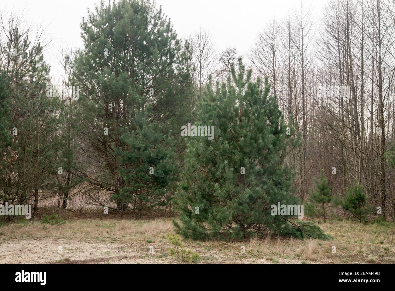 young pine trees in forest in Poland Stock Photo - Alamy