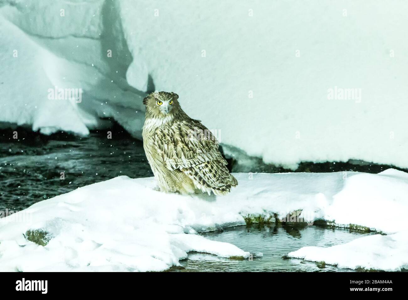 Blakiston's fish owl, bird hunting in fish in cold water creek, unique ...