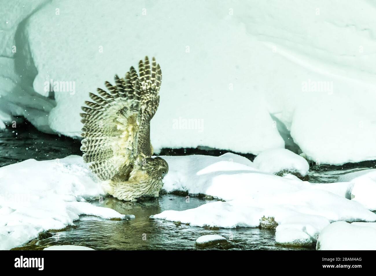Blakiston's fish owl, bird hunting in fish in cold water creek, unique ...