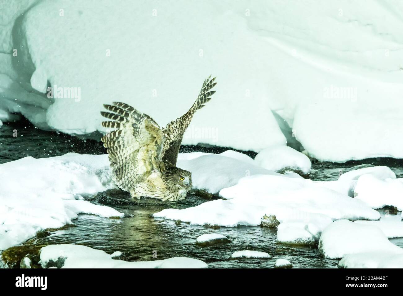 Blakiston's fish owl, bird hunting in fish in cold water creek, unique ...