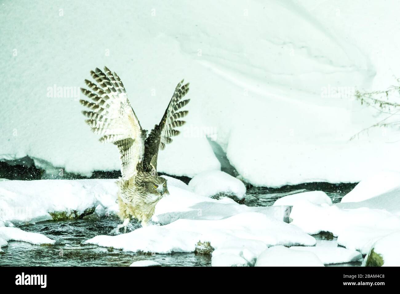 Blakiston's fish owl, bird hunting in fish in cold water creek, unique ...