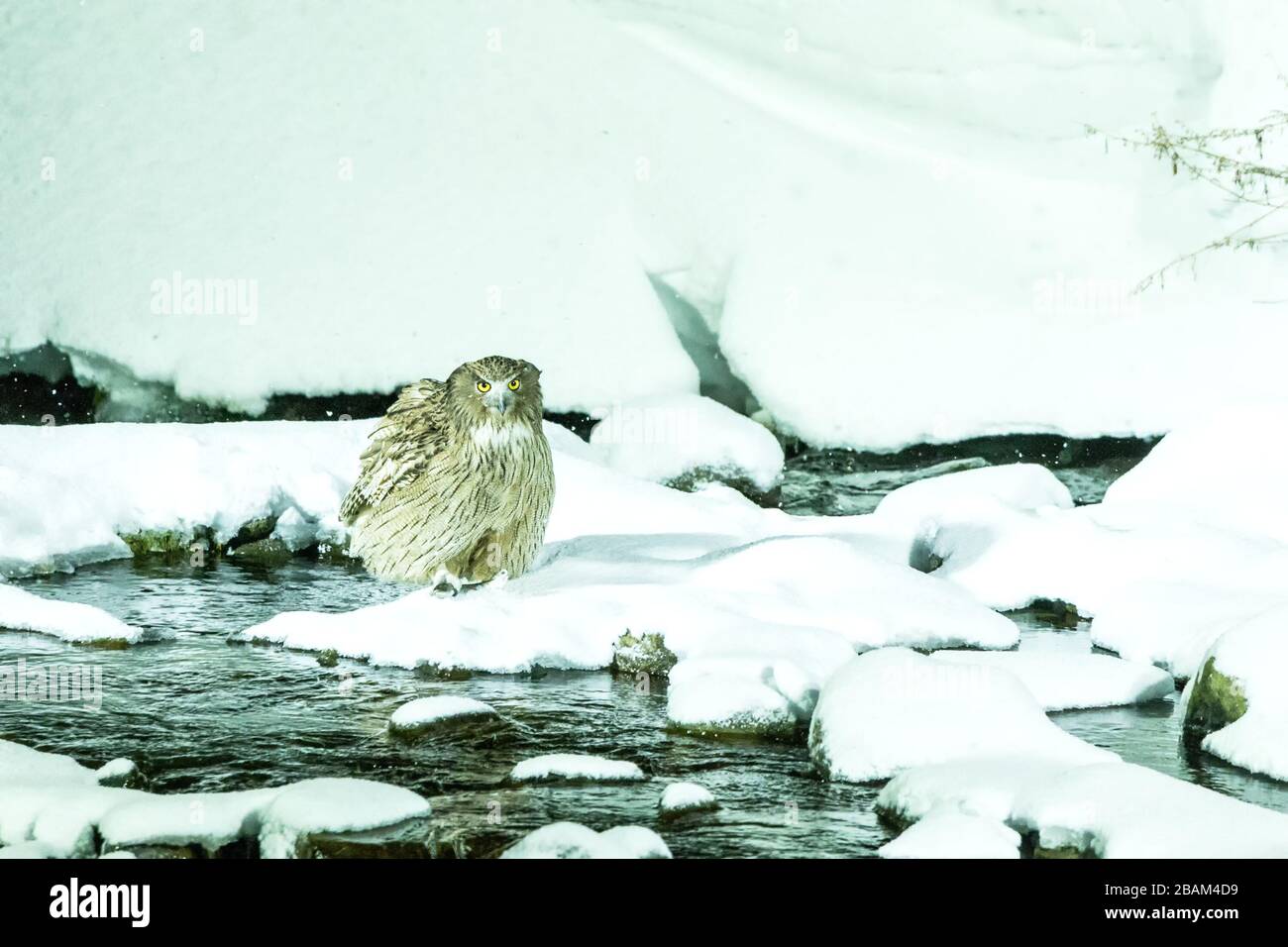 Blakiston's fish owl, bird hunting in fish in cold water creek, unique ...