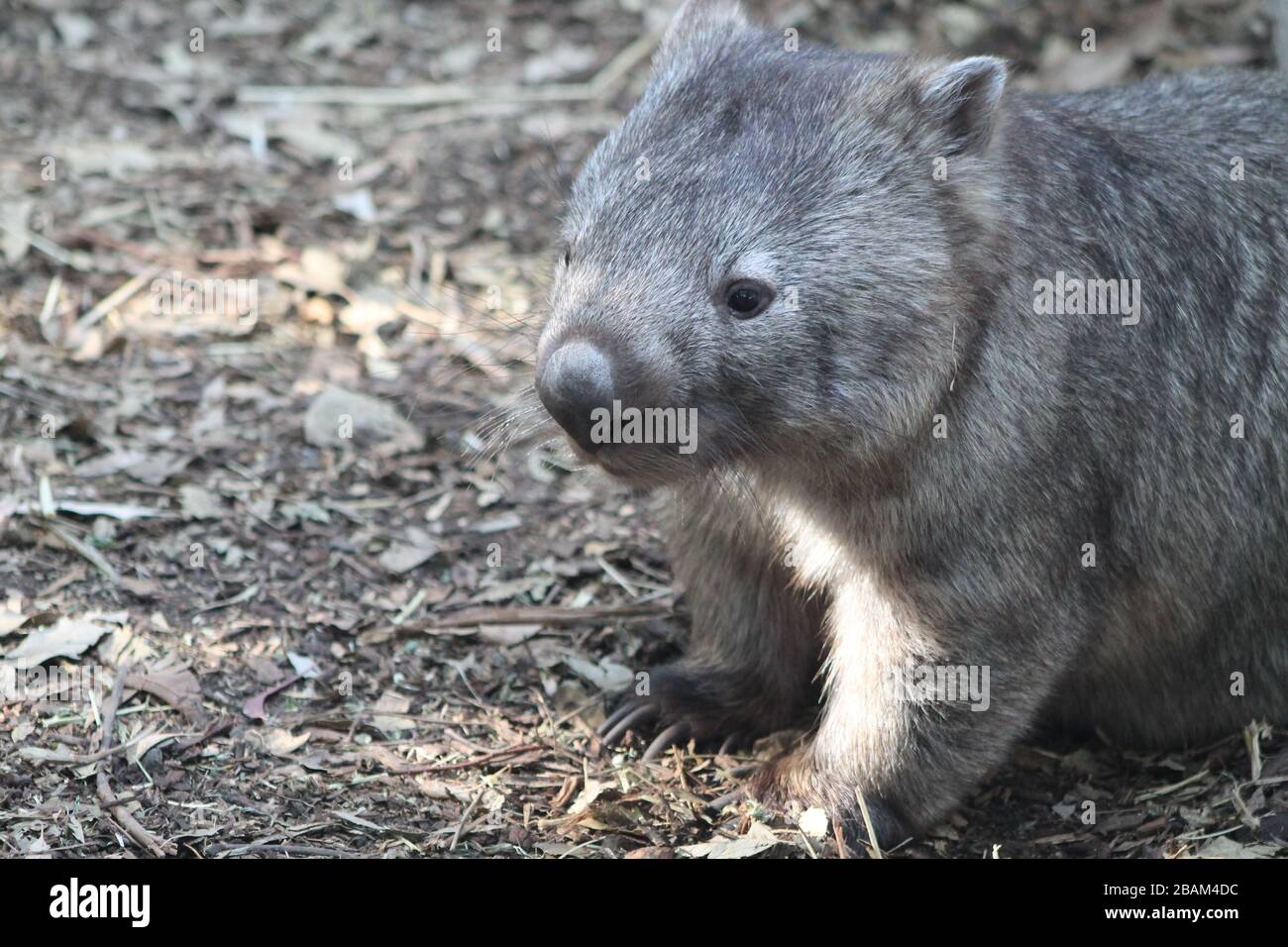 Wombat bear hi-res stock photography and images - Alamy