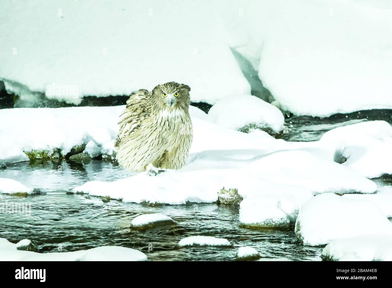 Blakiston's fish owl, bird hunting in fish in cold water creek, unique ...