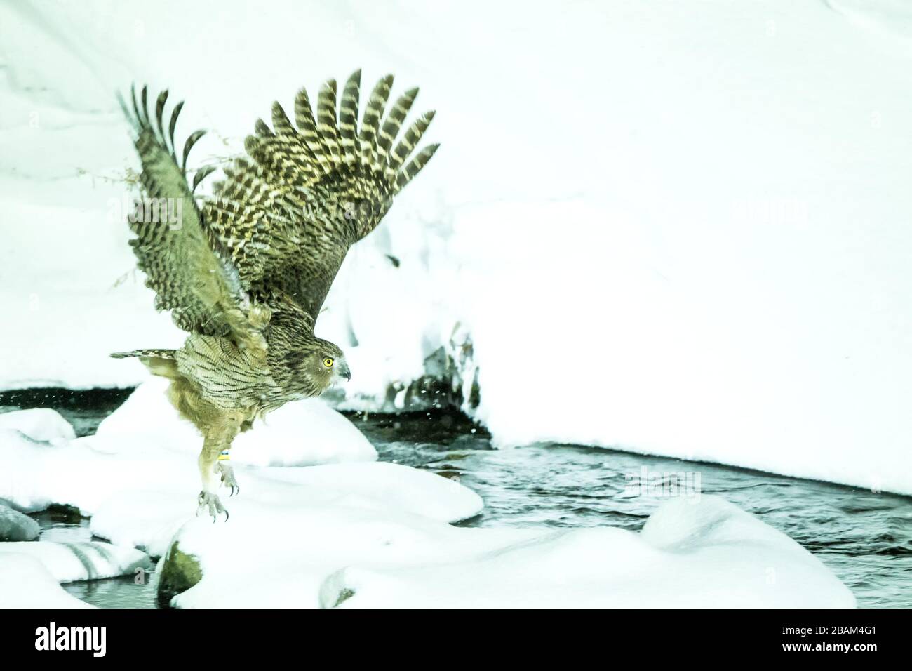 Blakiston's fish owl, bird hunting in fish in cold water creek, unique ...