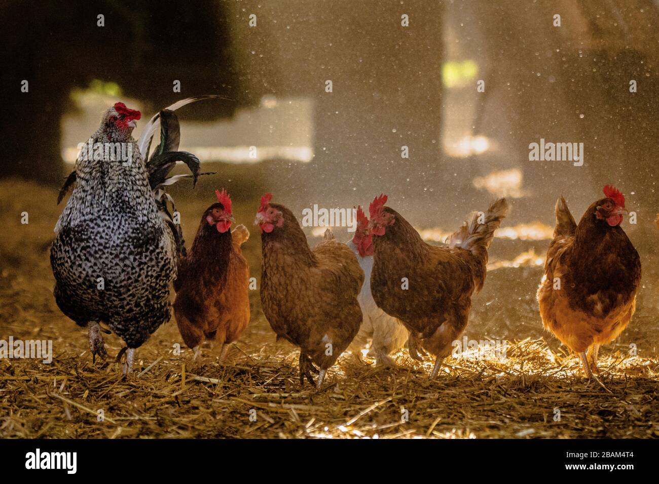 a free range cockerel and chickens inside a barn Stock Photo - Alamy