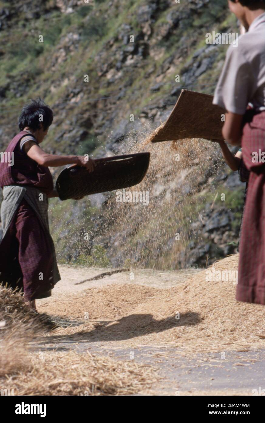 Women in Bhutan's Haa valley winnow rice from chaff on a roadway, with ...