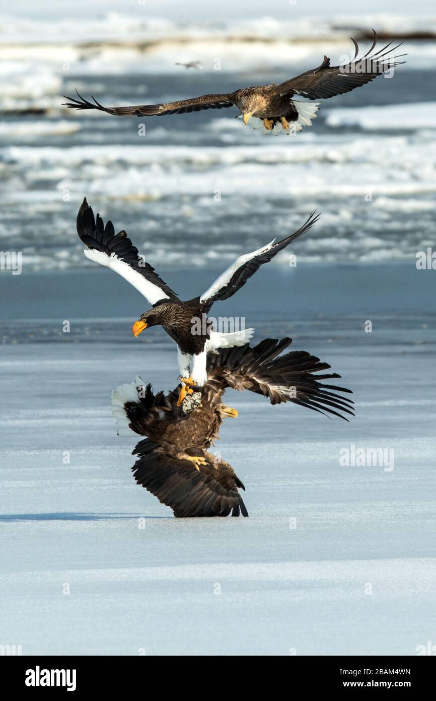 Steller's sea eagle and white-tailed eagle fighting over fish, Hokkaido ...