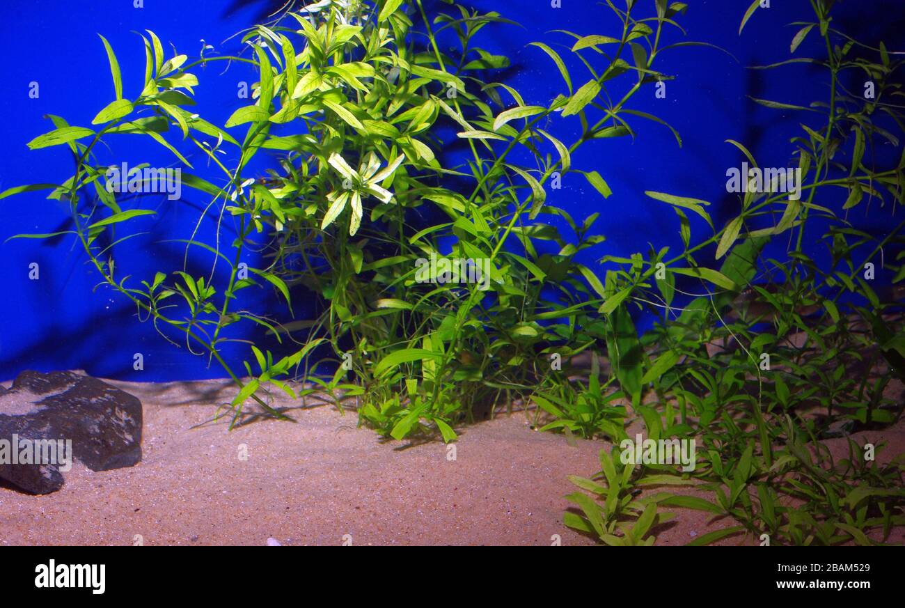 Freshwater cold aquarium planted with Common Water-Starwort ...