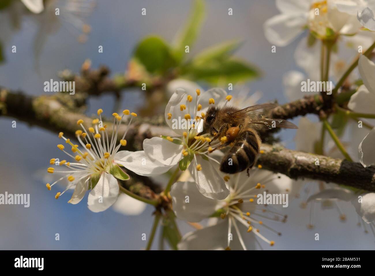 Busy bee in blooming fruit tree gathering pollen in spring with blurred ...