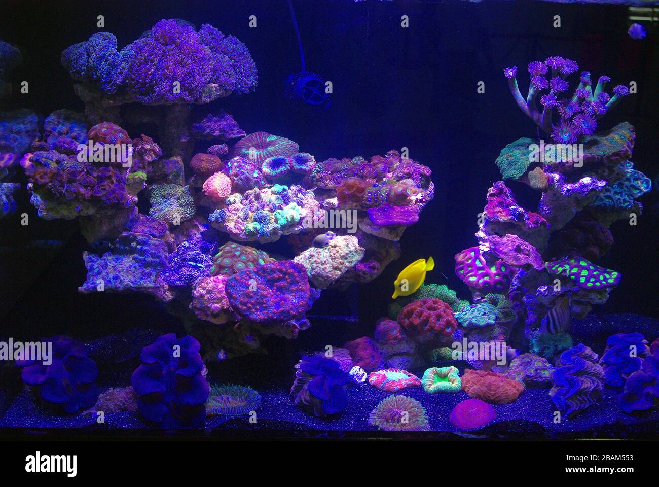 Coral reef marine aquarium Stock Photo - Alamy