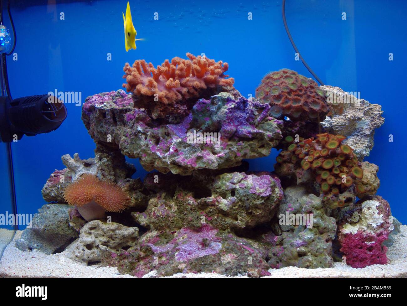 Coral reef laboratory hi-res stock photography and images - Alamy