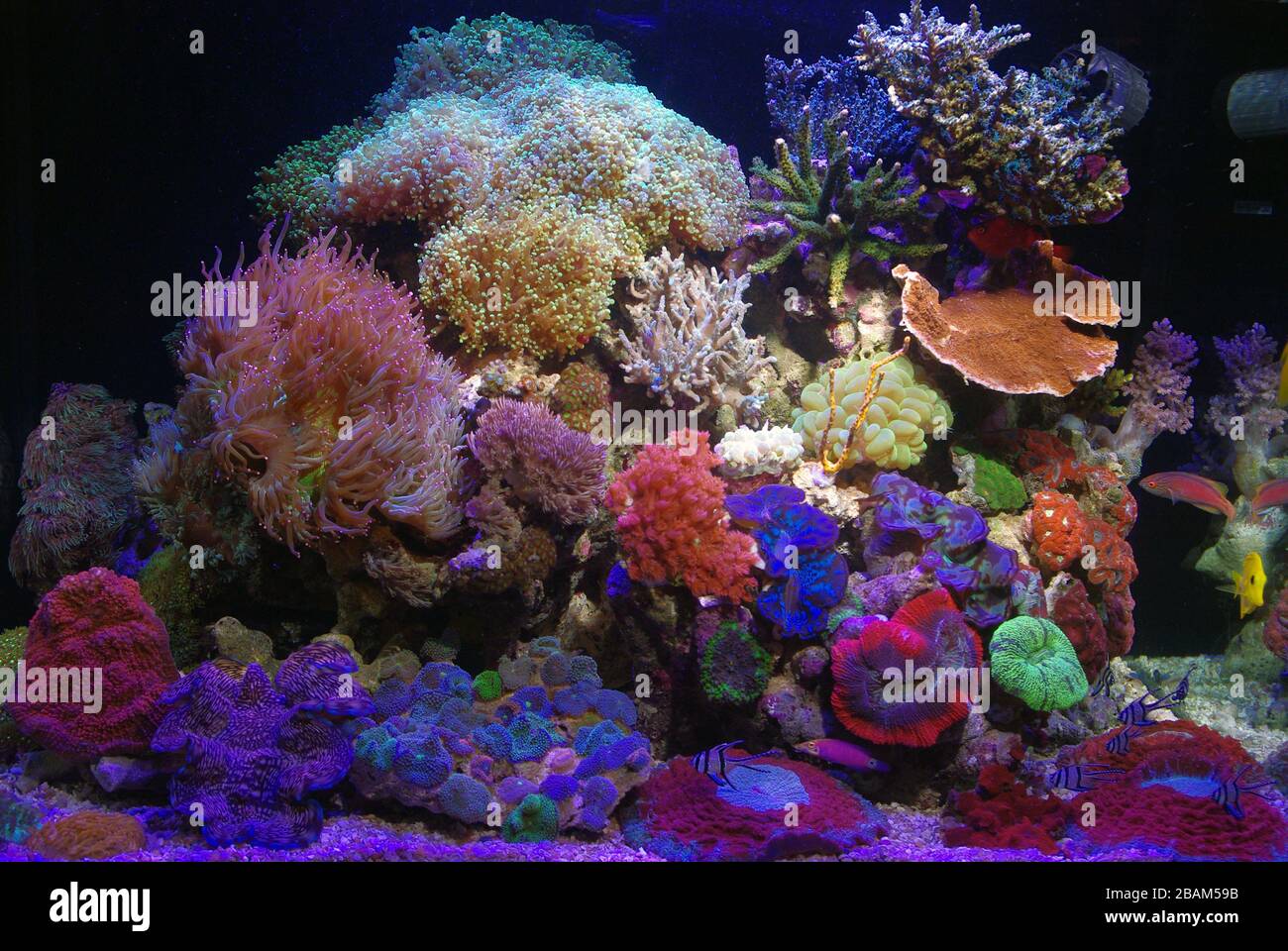 Coral reef laboratory hi-res stock photography and images - Alamy