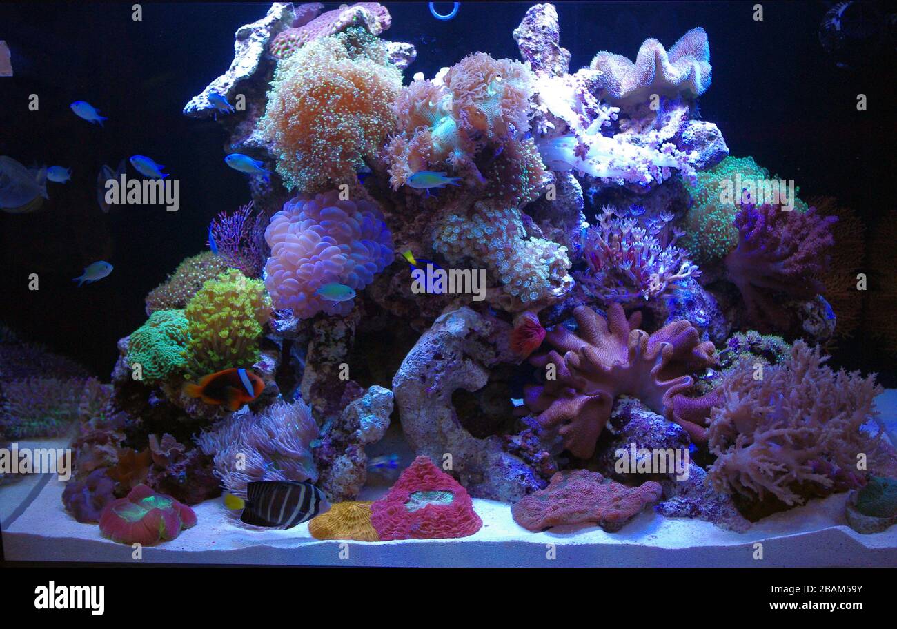 Coral reef marine aquarium Stock Photo - Alamy