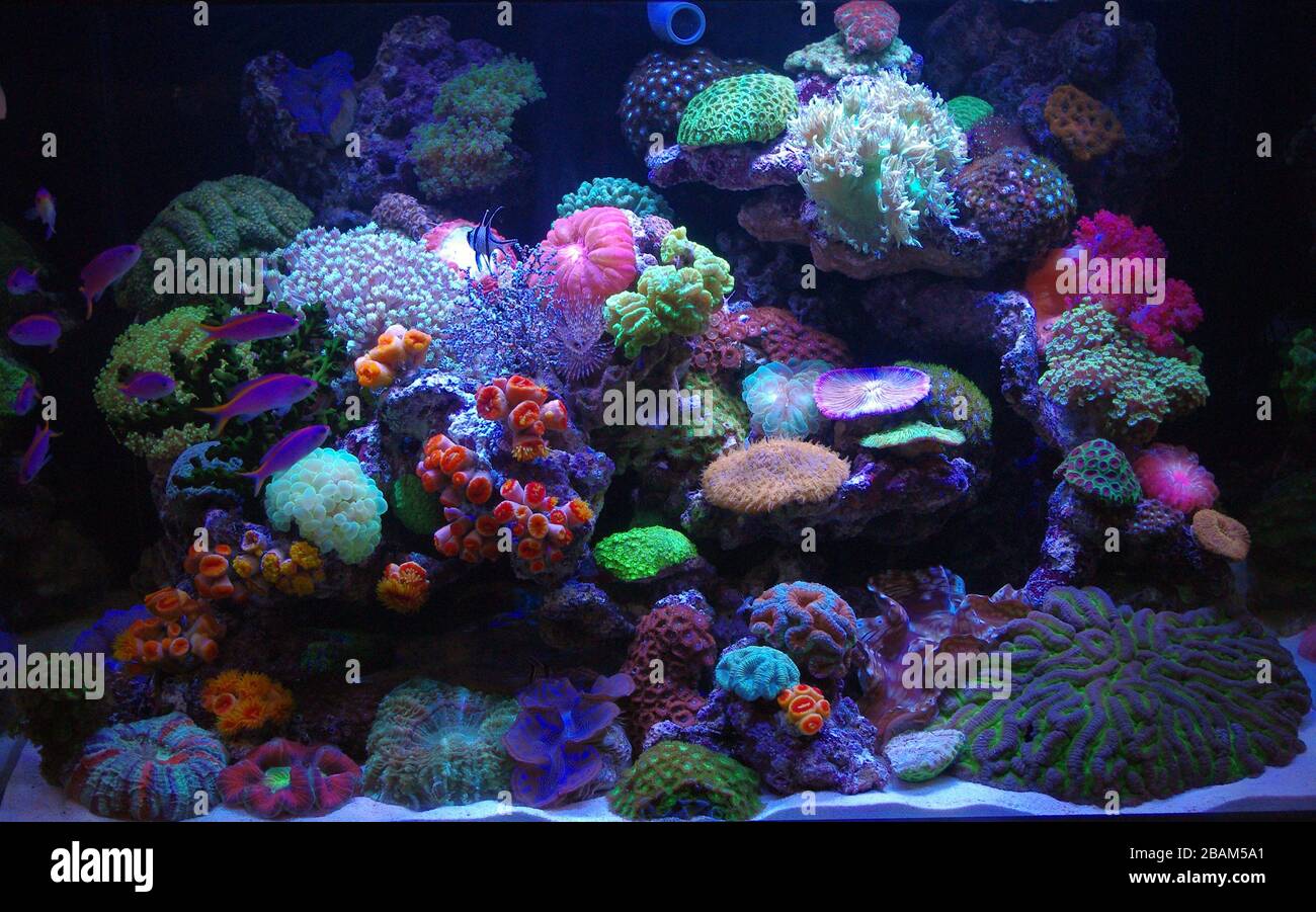 Coral Reef Laboratory High Resolution Stock Photography and Images - Alamy