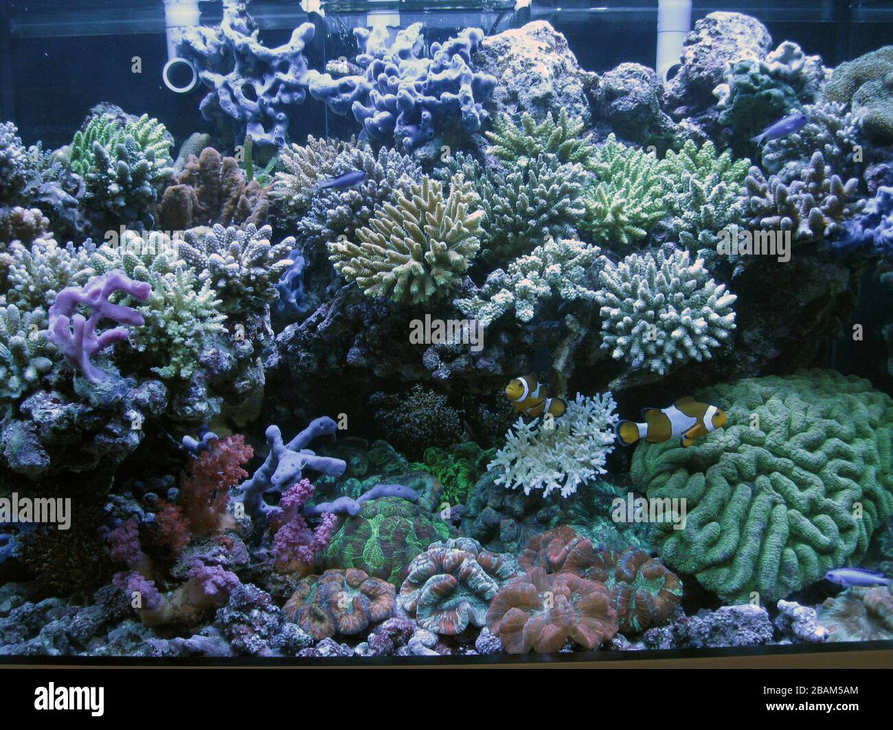 Coral reef marine aquarium with Clown fish Stock Photo - Alamy
