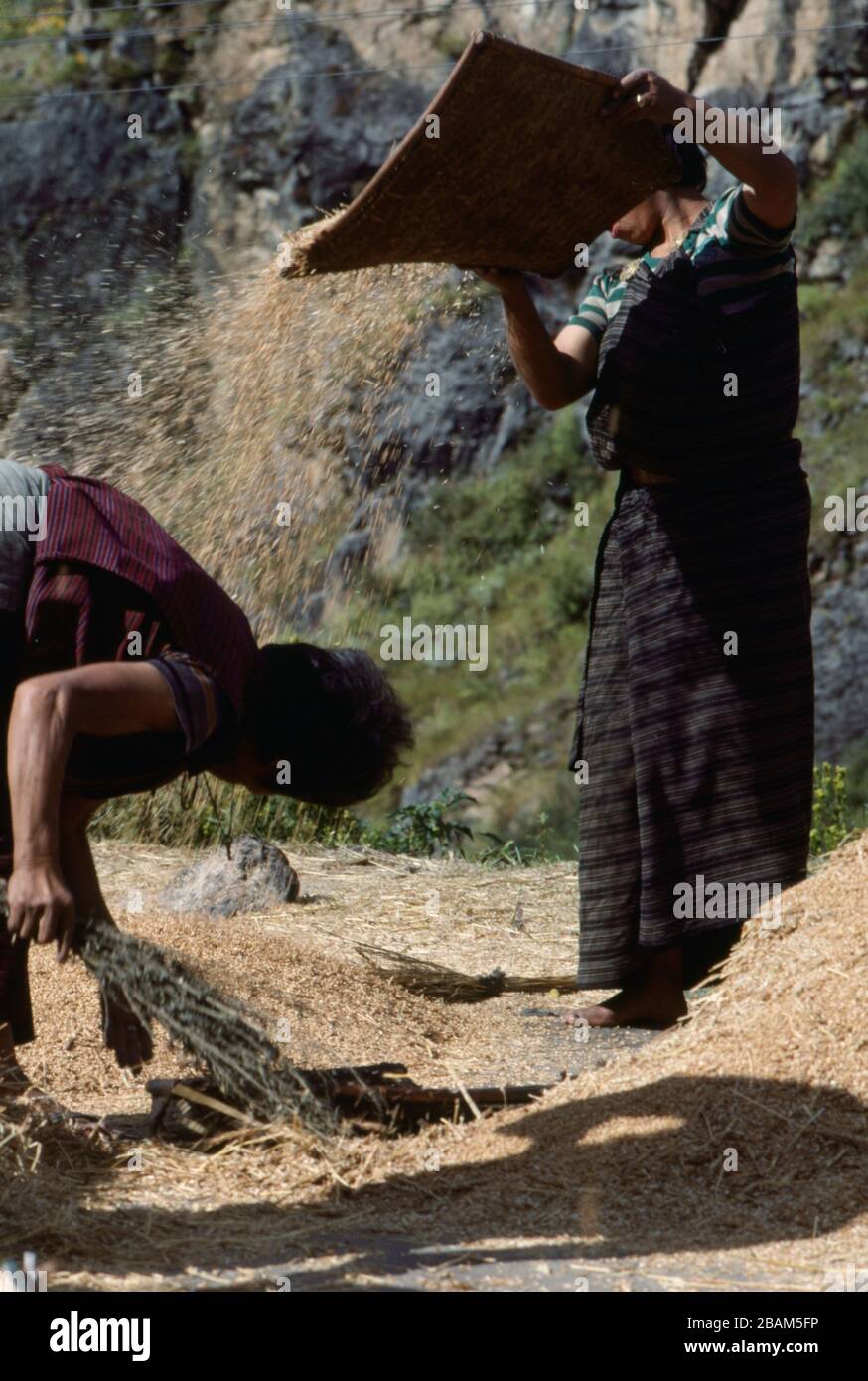 Women in Bhutan's Haa valley winnow rice from chaff on a roadway, with ...