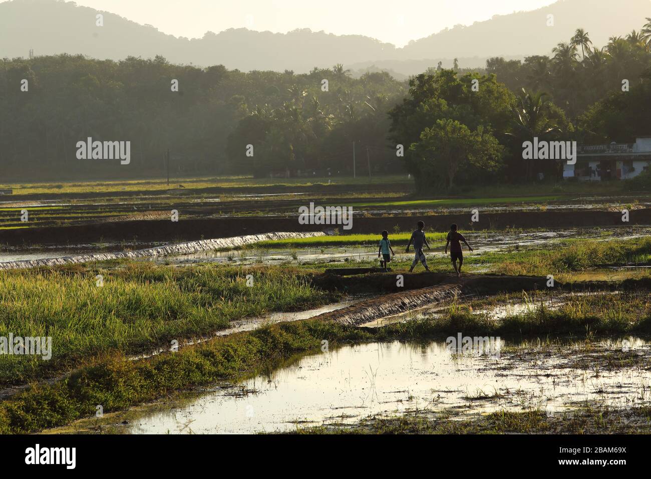Pokkali field hi-res stock photography and images - Alamy