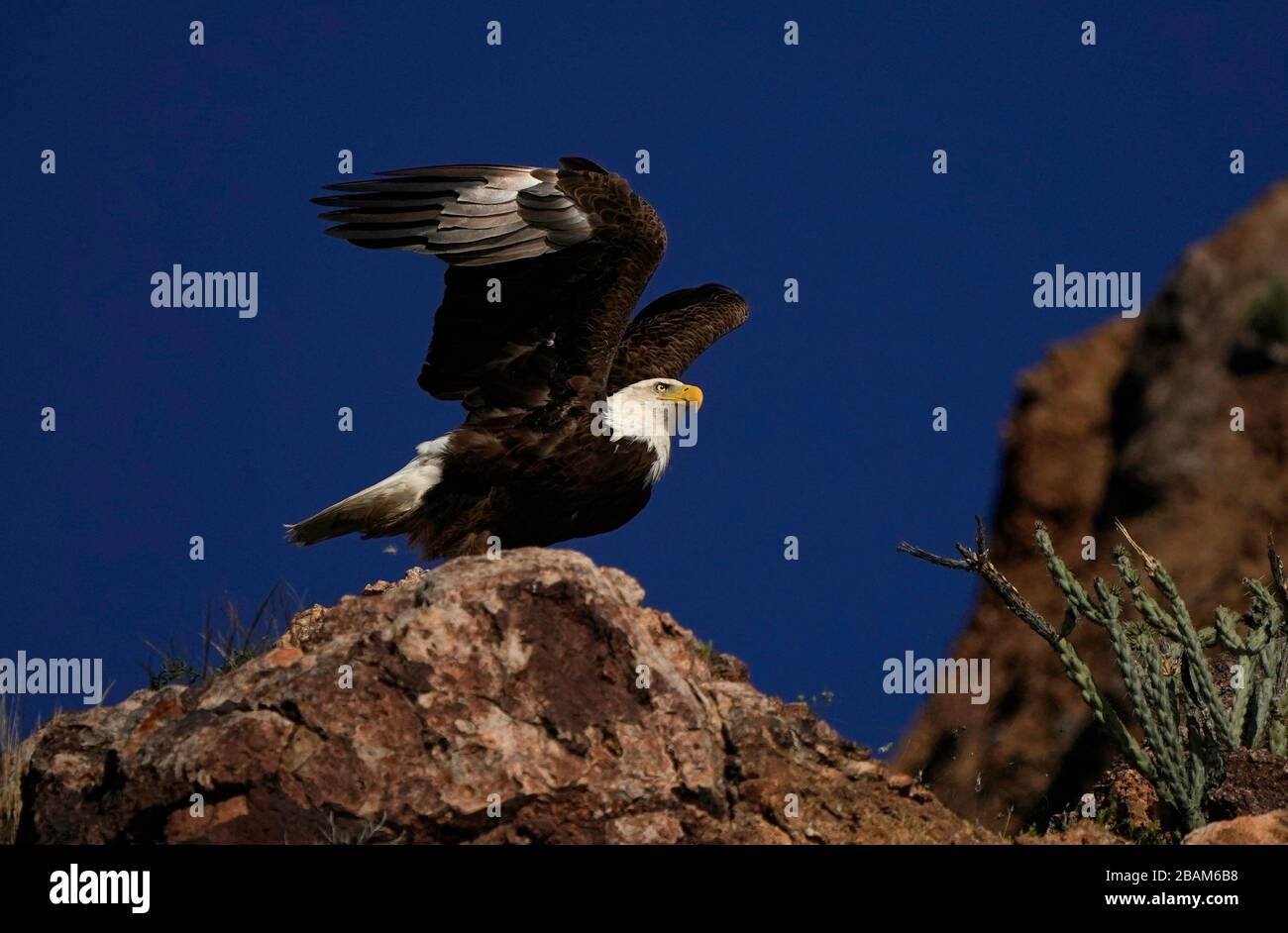 A Bald Eagle is seen at Canyon Lake in Arizona Stock Photo - Alamy