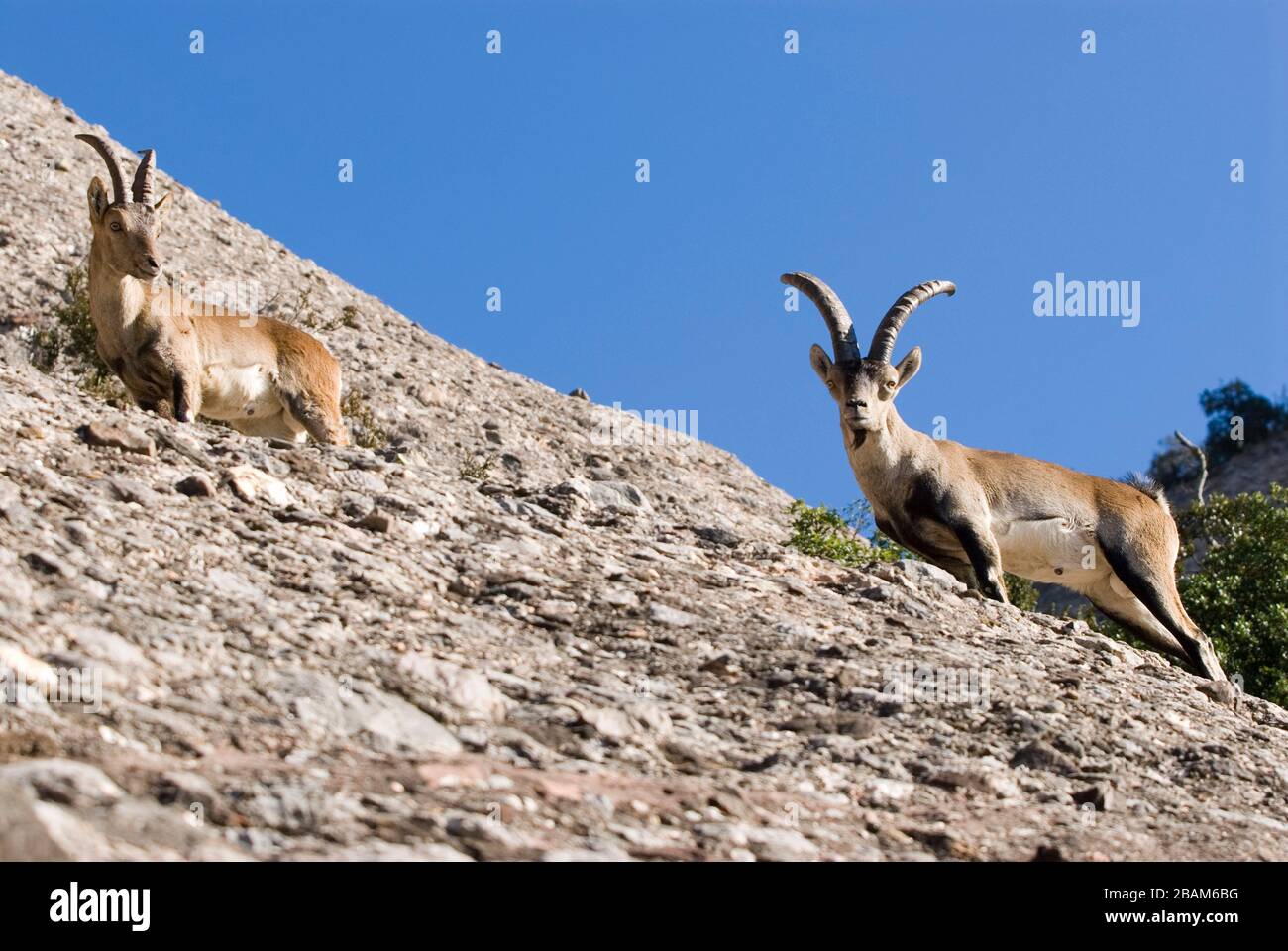 Cabra, Capra, Capra pyrenaica hispanica, Montserrat, Catalonia, Europe ...