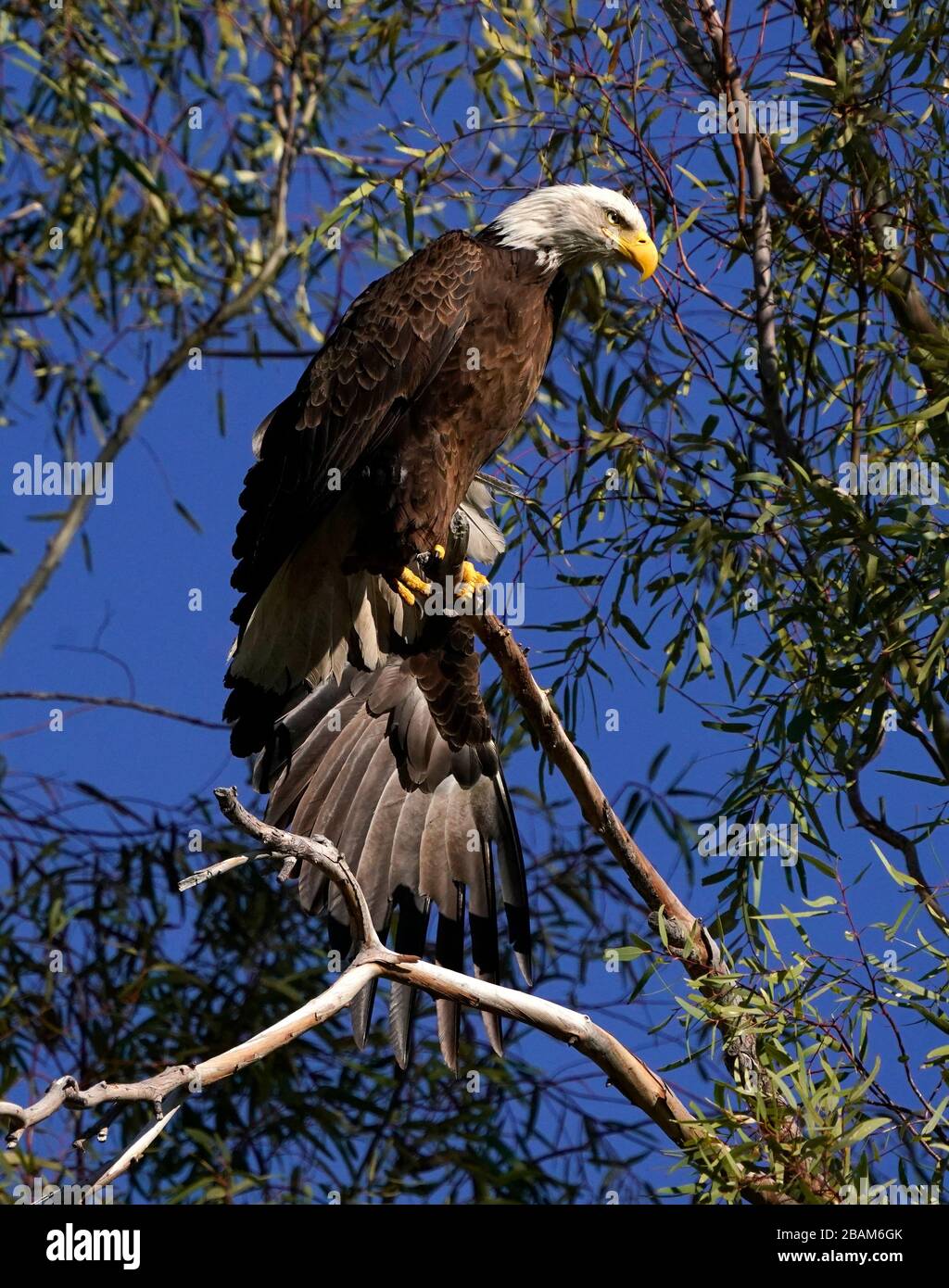 A Bald Eagle is seen in Arizona Stock Photo - Alamy