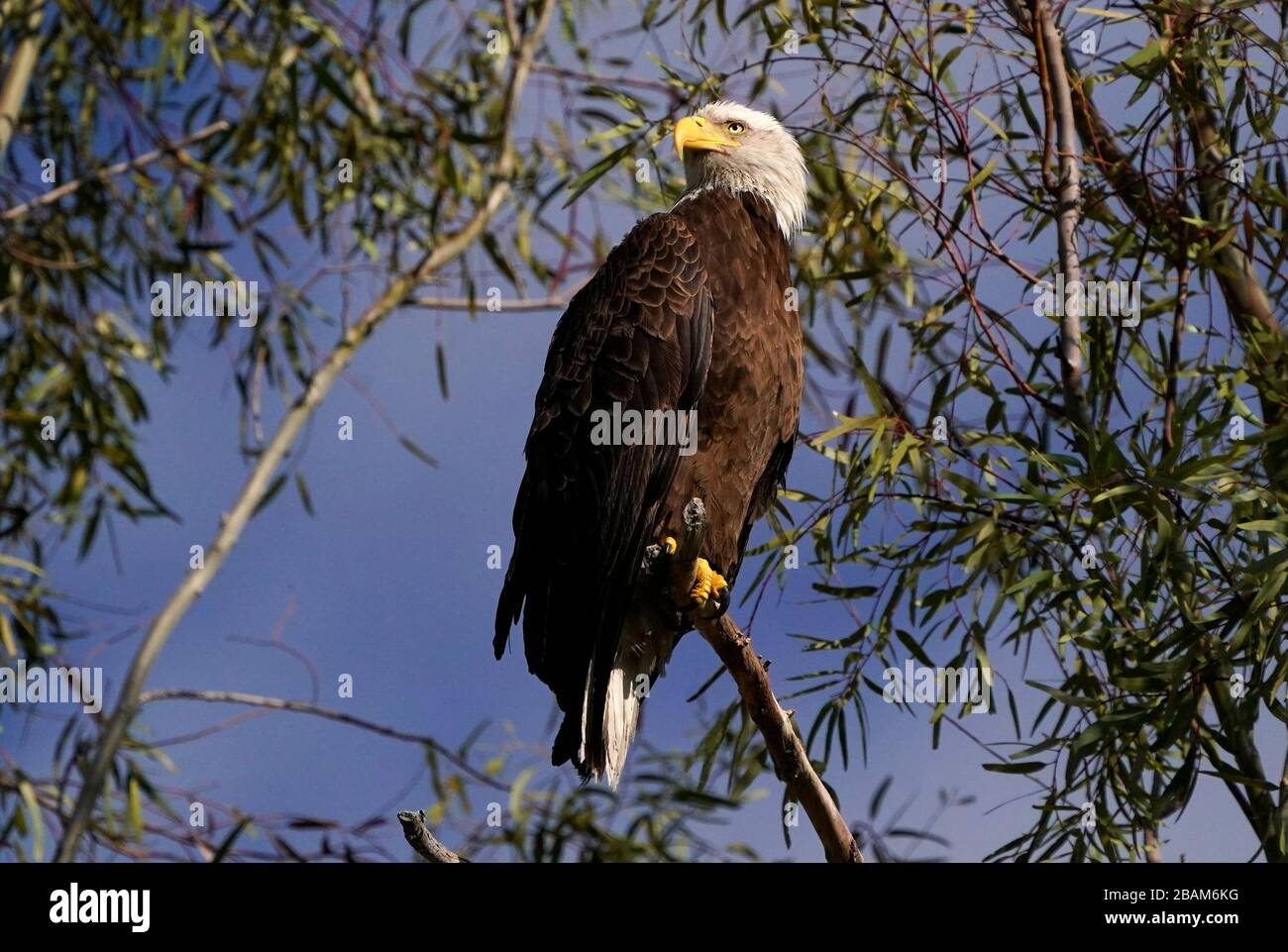 A Bald Eagle is seen at Canyon Lake in Arizona Stock Photo - Alamy