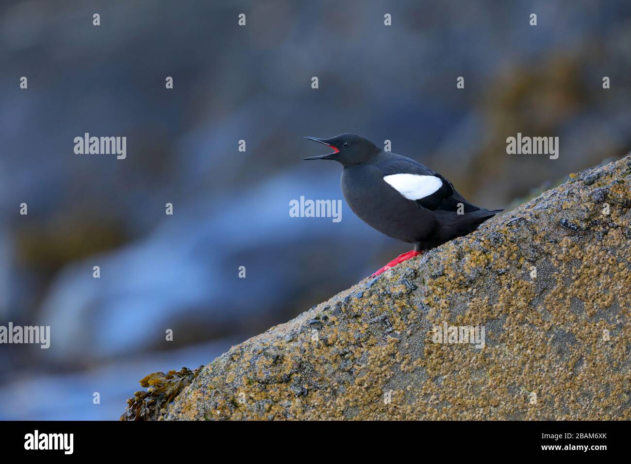 Black guillemot nest hi-res stock photography and images - Alamy