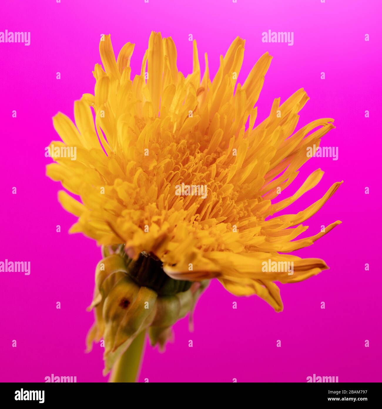 Dandelion flower seen against a solid colourful background Stock Photo ...