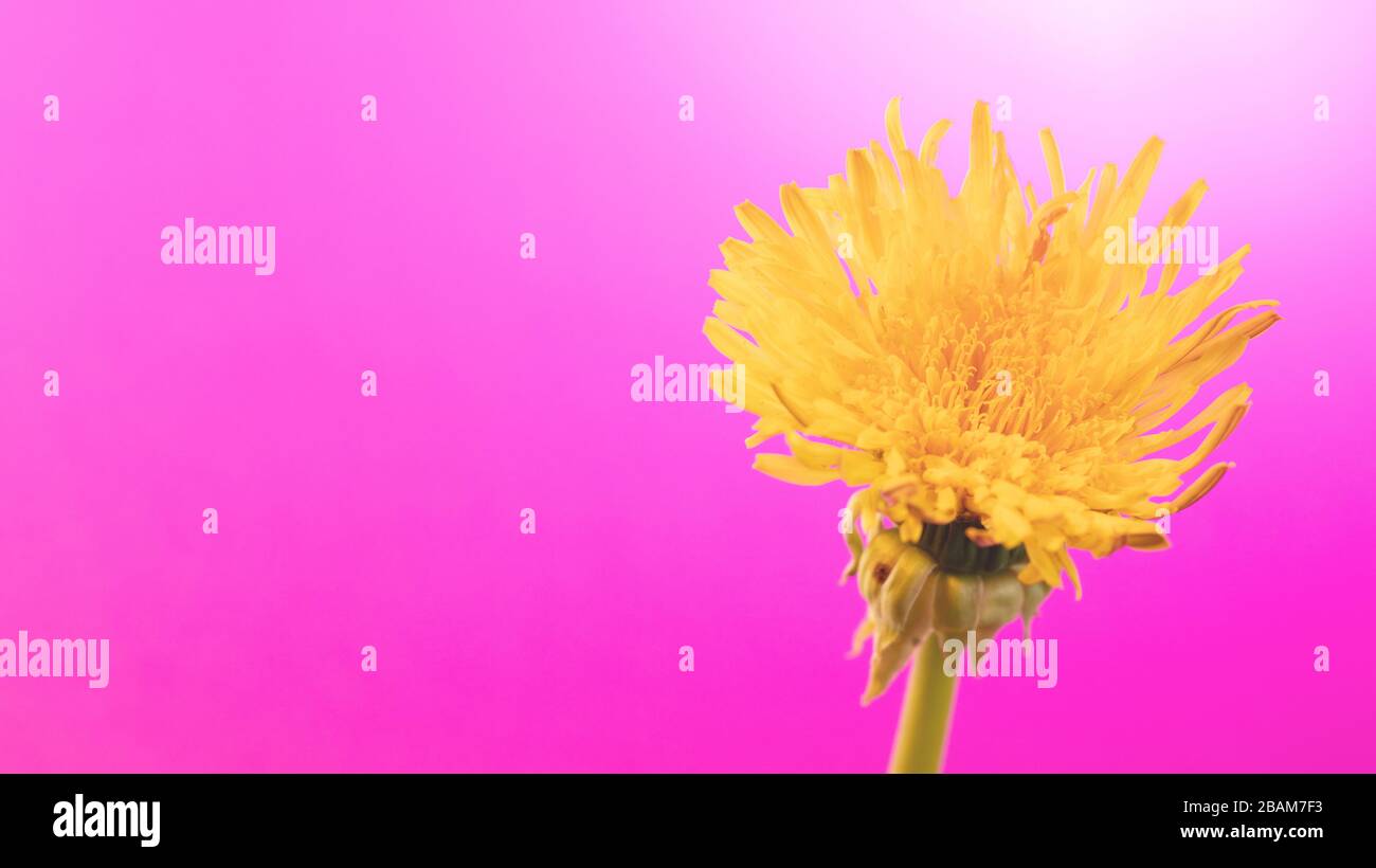 Dandelion flower seen against a solid colourful background Stock Photo ...