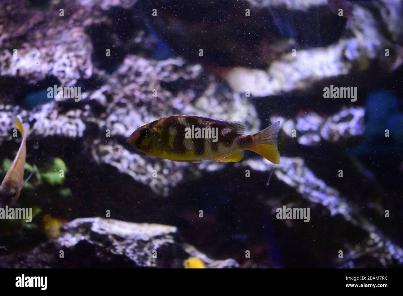 Freshwater aquarium fish, endemic cichlid fish from African lake and ...