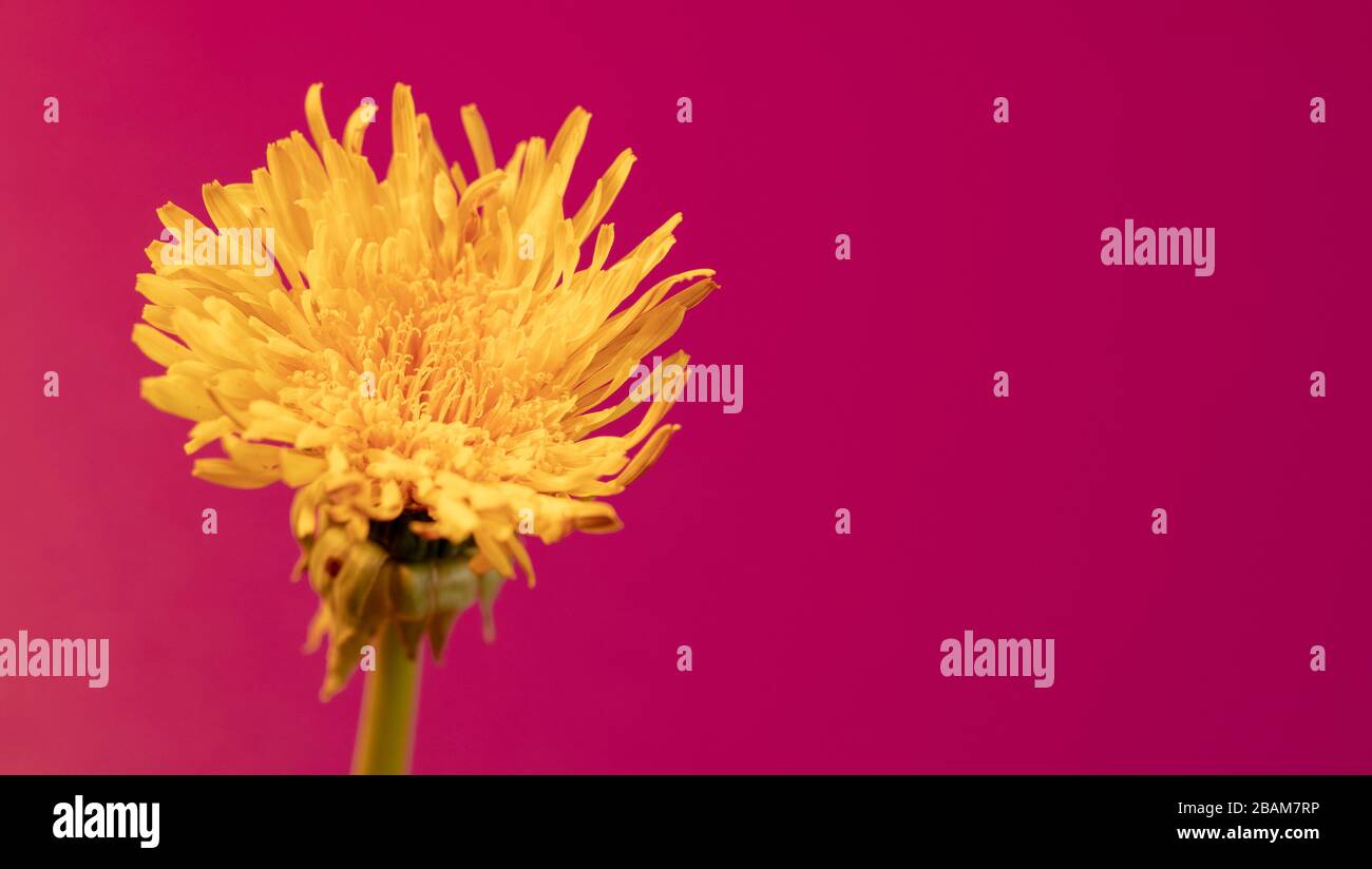 Dandelion flower seen against a solid colourful background Stock Photo ...