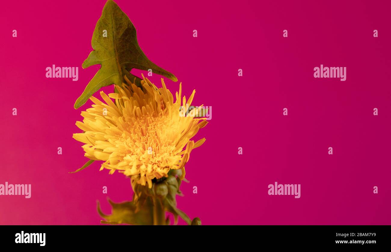 Dandelion flower seen against a solid colourful background Stock Photo ...