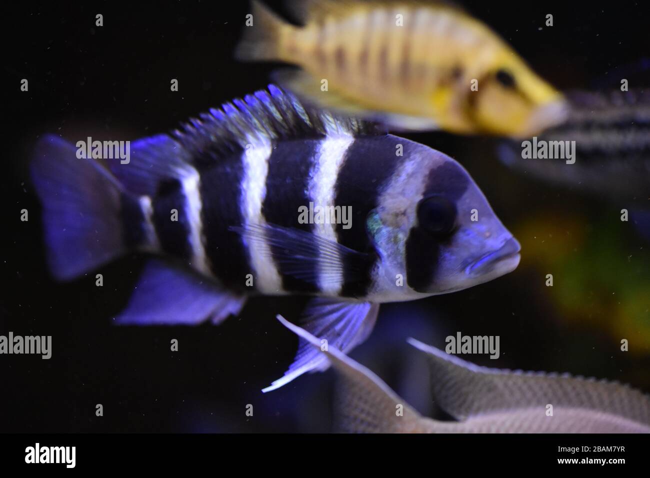 Freshwater aquarium fish, endemic cichlid fish from African lake and ...