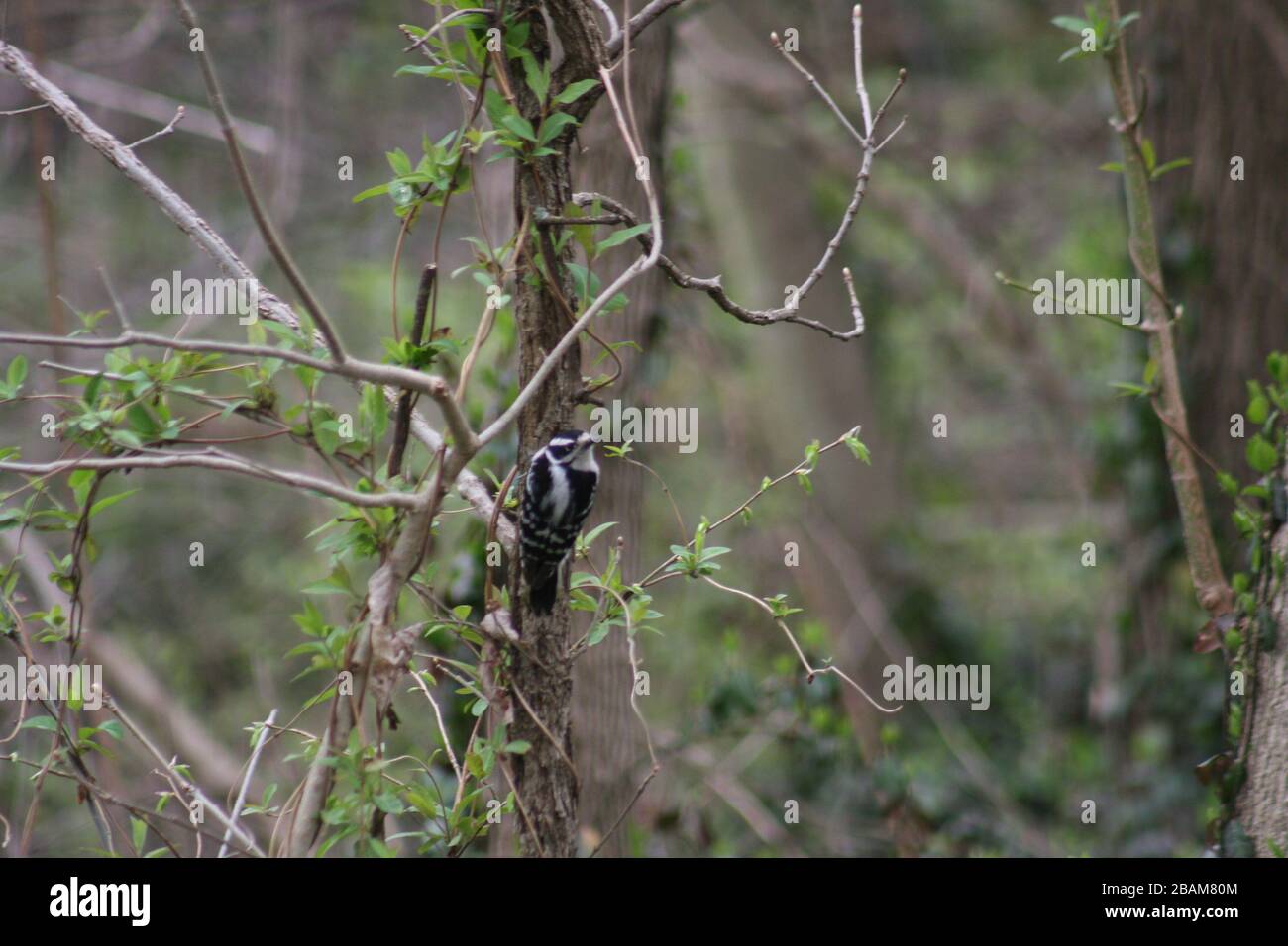 Ruth park trail hi-res stock photography and images - Alamy