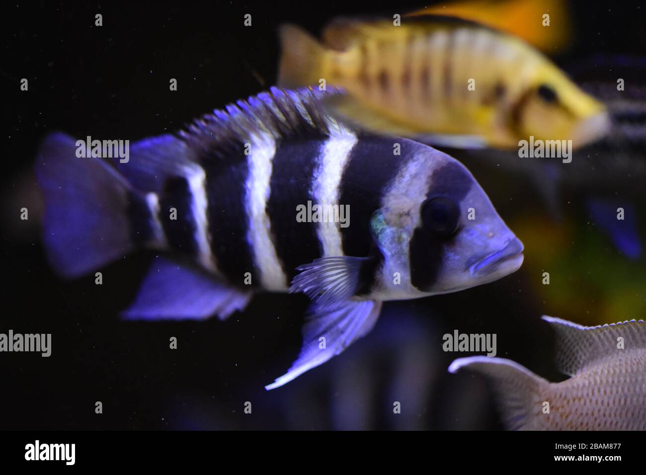 Freshwater aquarium fish, endemic cichlid fish from African lake and ...